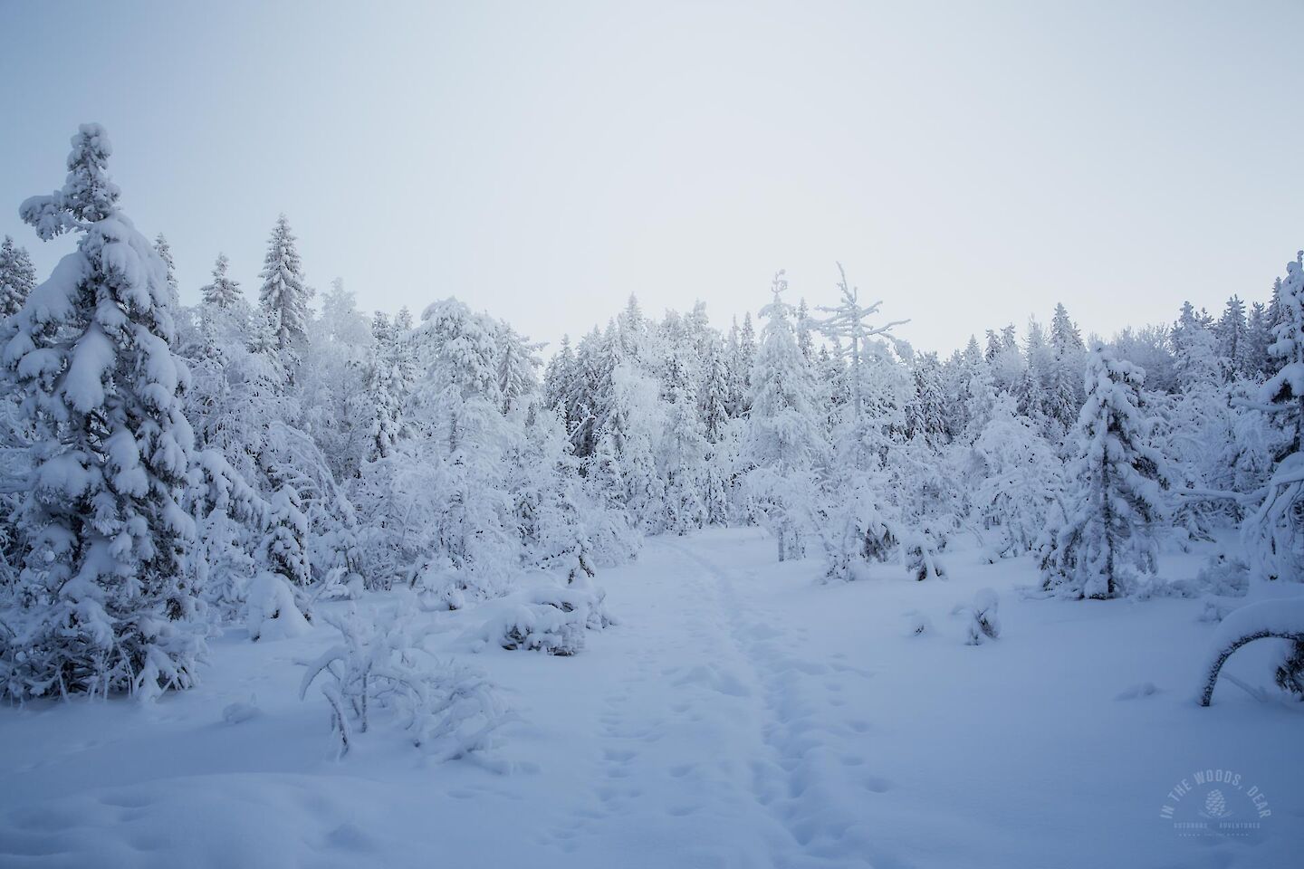 Koli National Park in Winter - Finland's National Landscape - In the ...