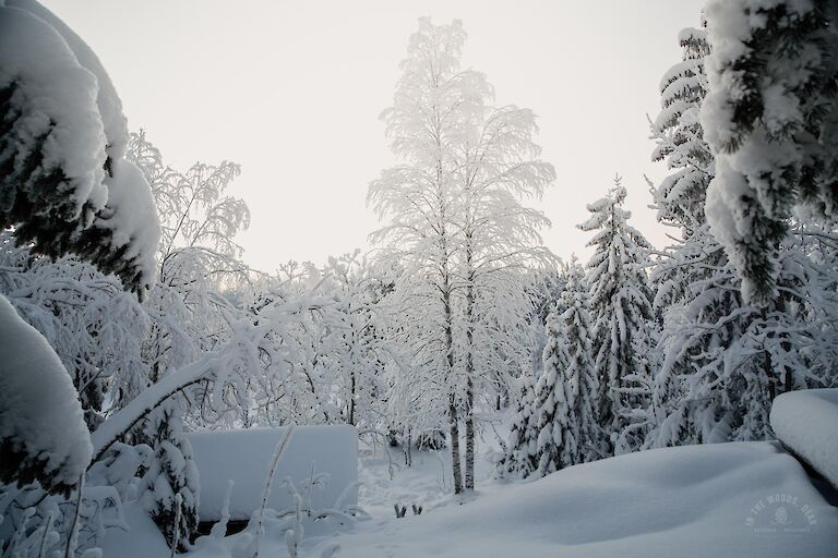 Snowshoeing in Koli National Park – the National Landscape of Finland ...