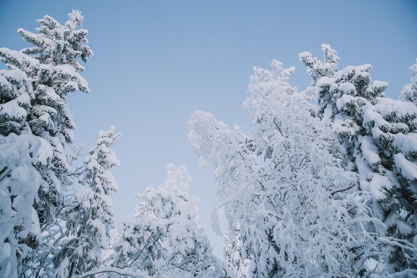 Koli National Park in Winter - Finland's National Landscape - In the ...