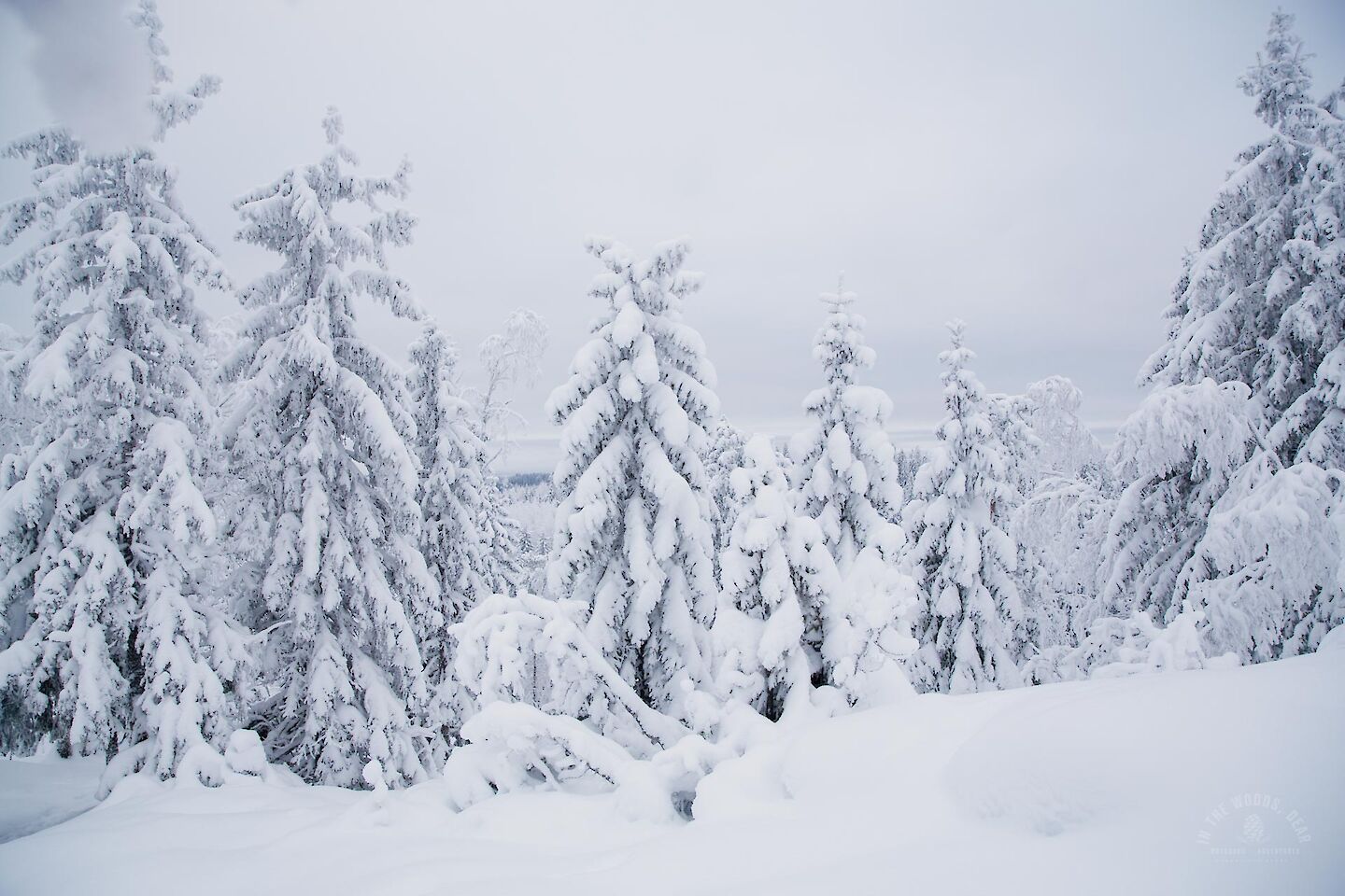 Koli National Park in Winter - Finland's National Landscape - In the ...