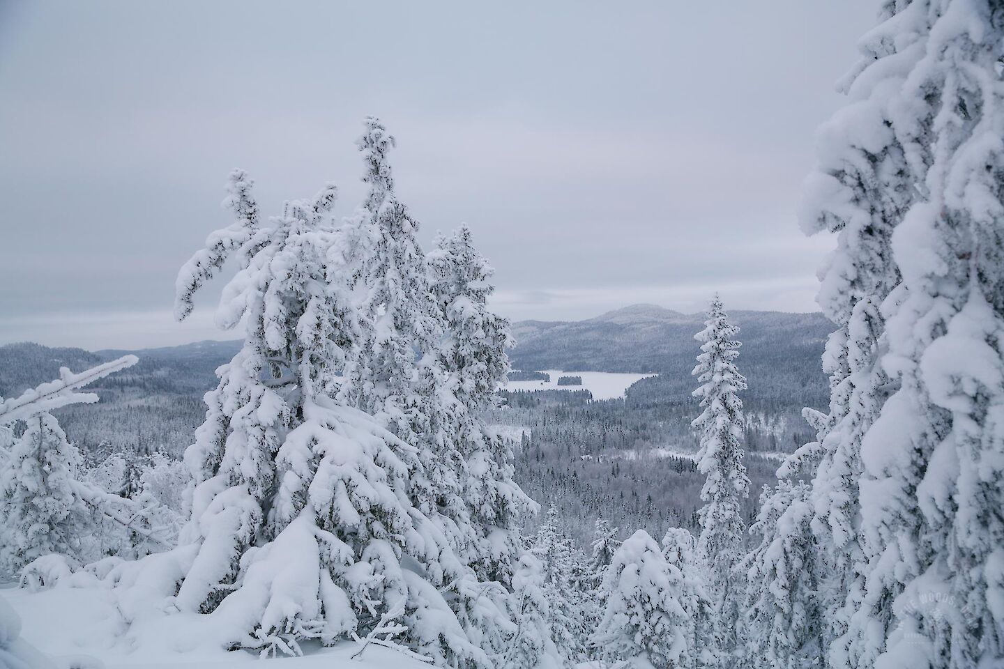 Koli National Park in Winter - Finland's National Landscape - In the ...
