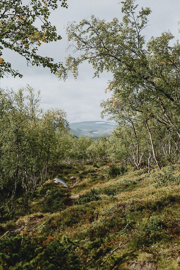 Kilpisjärvi Trails in Lapland - Saana Fell - In the Woods, Dear