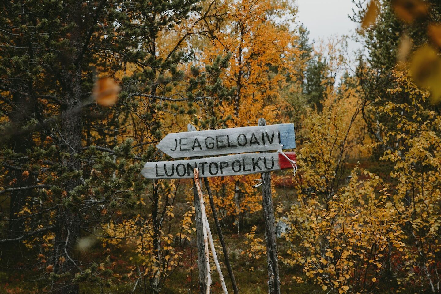 Autumn hiking in Lapland: Muotkatunturi wilderness - In the Woods, Dear
