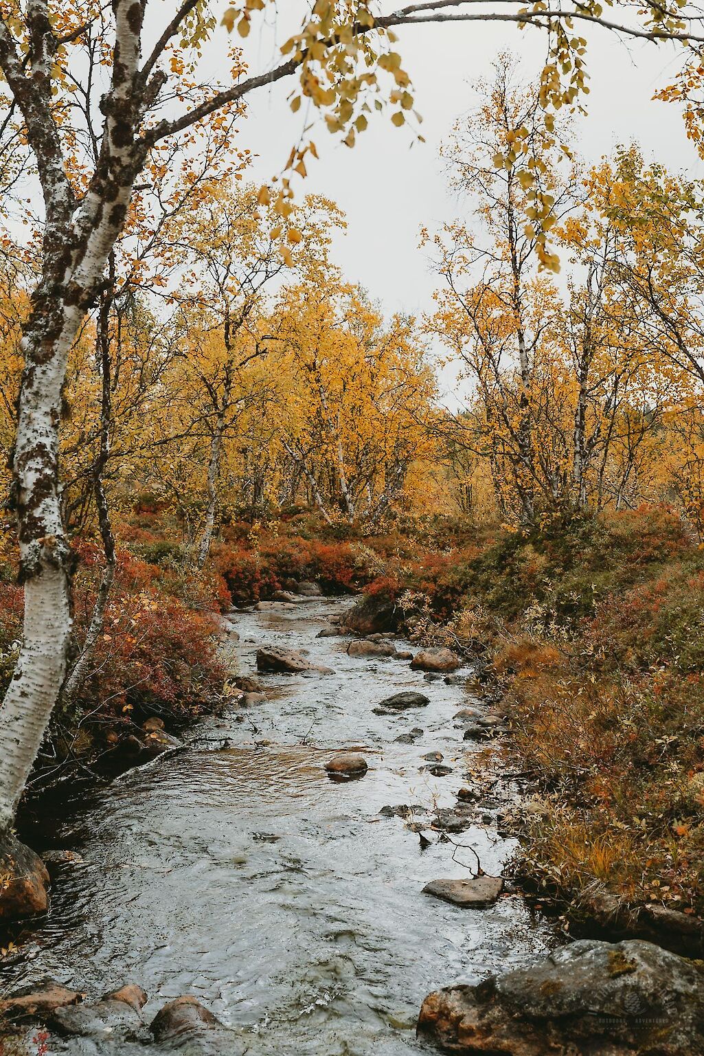 Autumn hiking in Lapland: Muotkatunturi wilderness - In the Woods, Dear