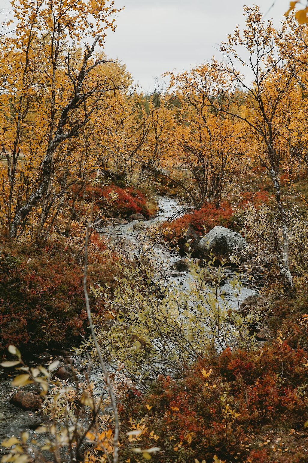 Autumn hiking in Lapland: Muotkatunturi wilderness - In the Woods, Dear