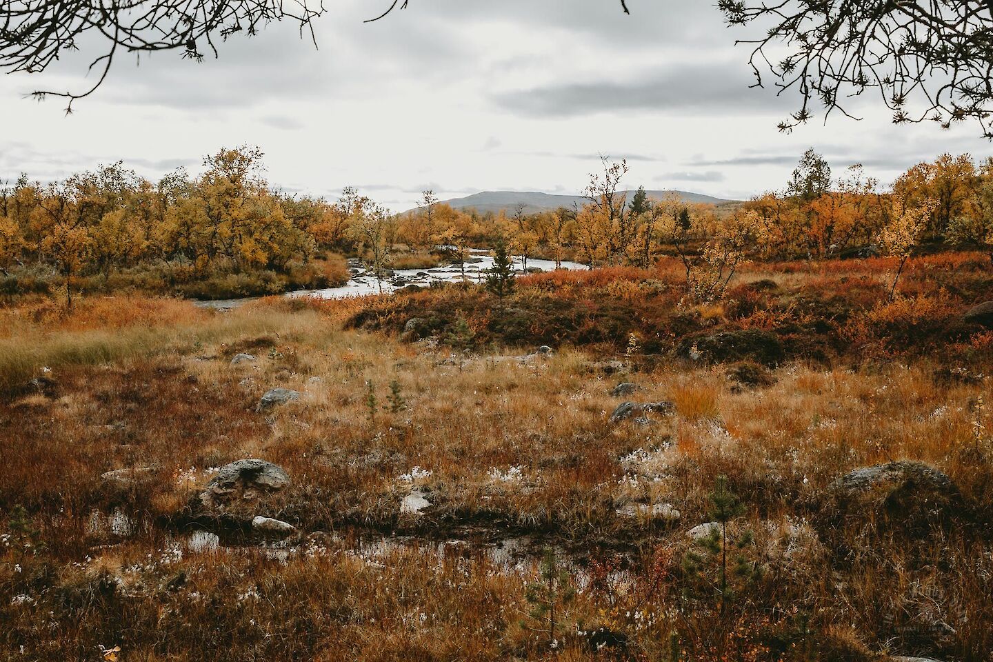 Autumn hiking in Lapland: Muotkatunturi wilderness - In the Woods, Dear