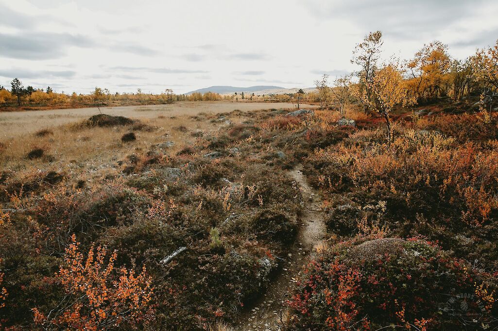 Autumn hiking in Lapland: Muotkatunturi wilderness - In the Woods, Dear