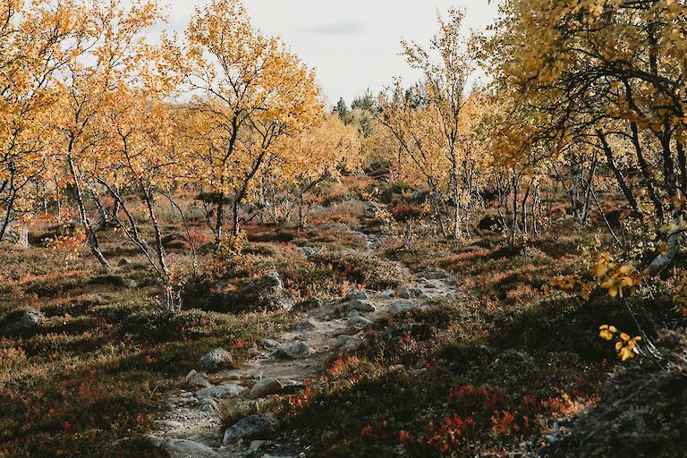 Autumn hiking in Lapland: Muotkatunturi wilderness - In the Woods, Dear