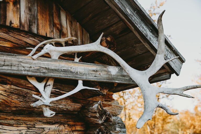 Autumn hiking in Lapland: Muotkatunturi wilderness - In the Woods, Dear