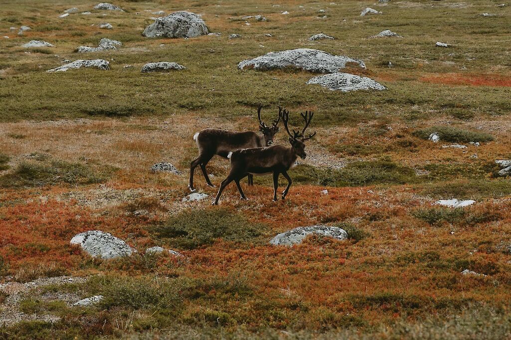 Sarek: Hiking Solo Through the Last Great Wilderness of Europe - In the ...