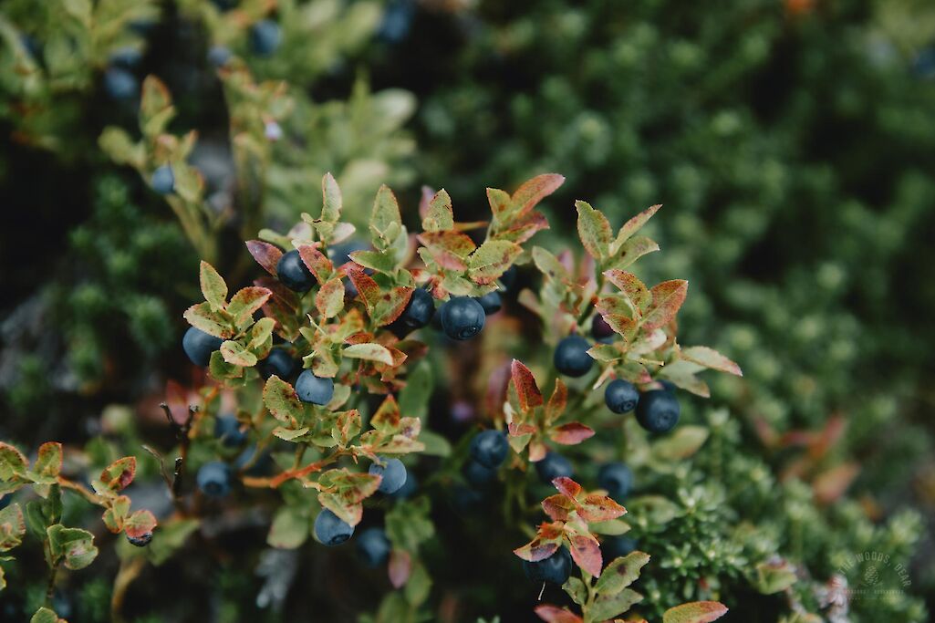 Sarek: Hiking Solo Through the Last Great Wilderness of Europe - In the ...