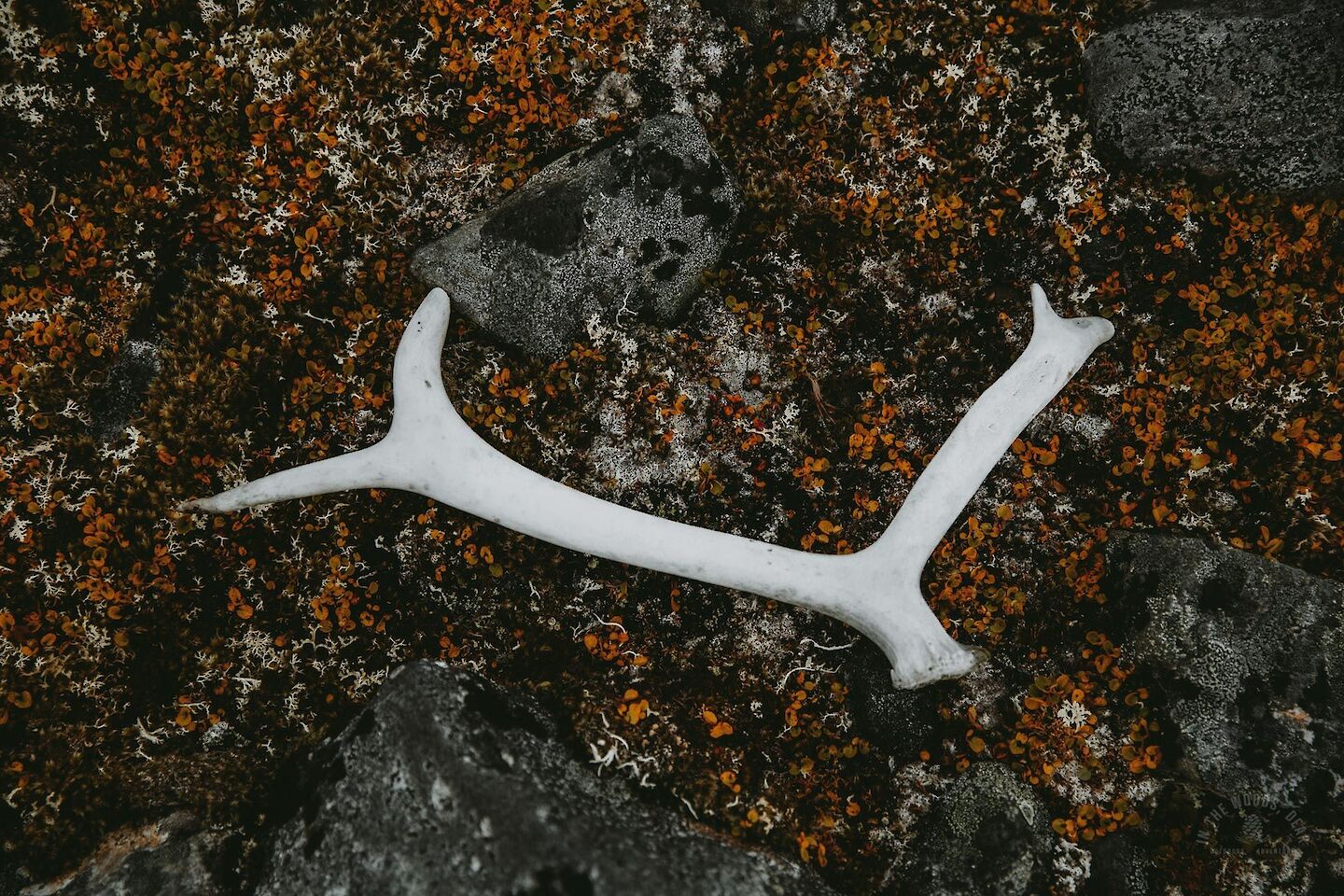 Sarek: Hiking Solo Through the Last Great Wilderness of Europe - In the ...