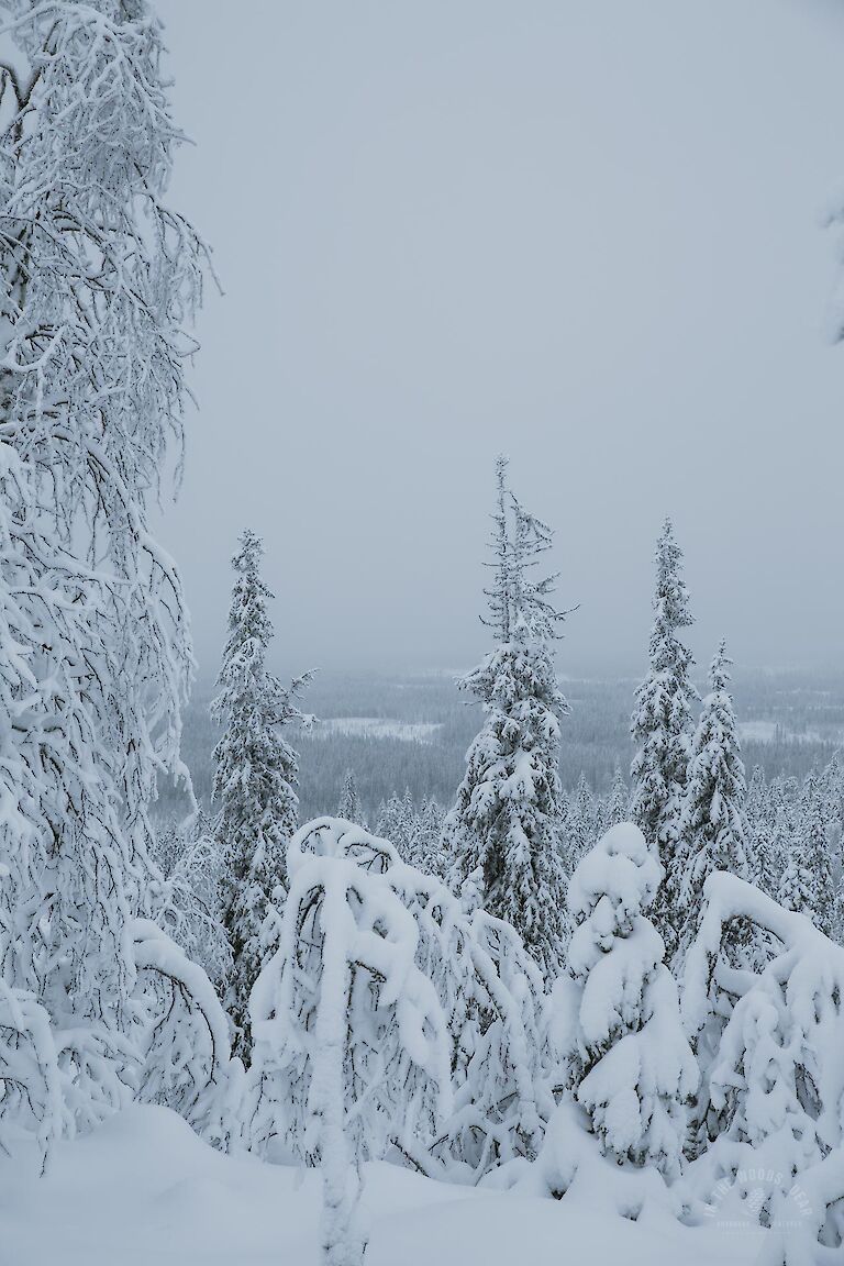 Winter Hiking in Finland: Snowshoeing in Syöte National Park - In the ...
