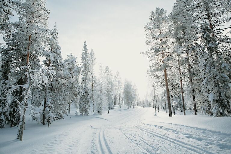 Pyhä Winter Trails: The Beautiful Soutaja Fell - In the Woods, Dear