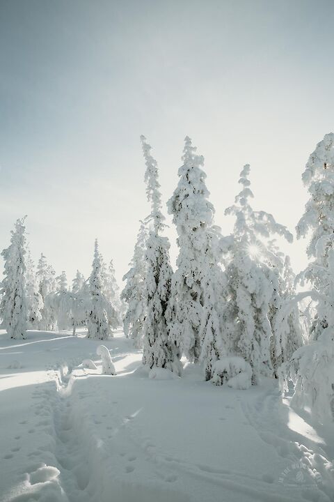 Pyhä Winter Trails: The Beautiful Soutaja Fell - In the Woods, Dear
