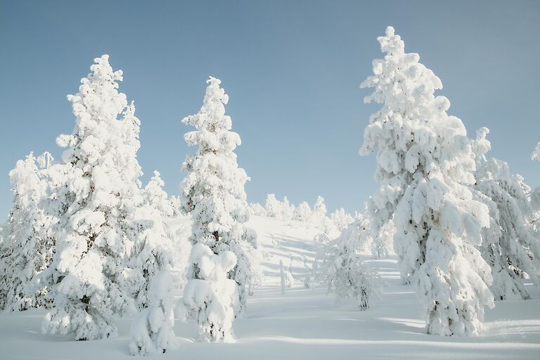 Pyhä Winter Trails: The Beautiful Soutaja Fell - In the Woods, Dear