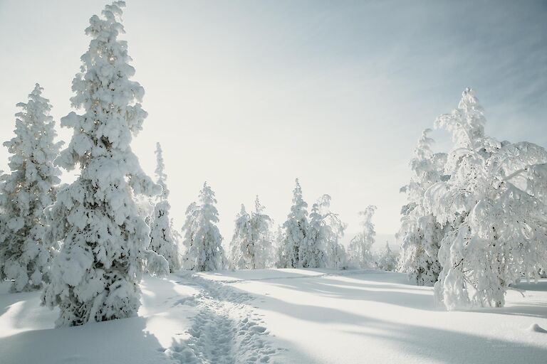 Pyhä Winter Trails: The Beautiful Soutaja Fell - In the Woods, Dear