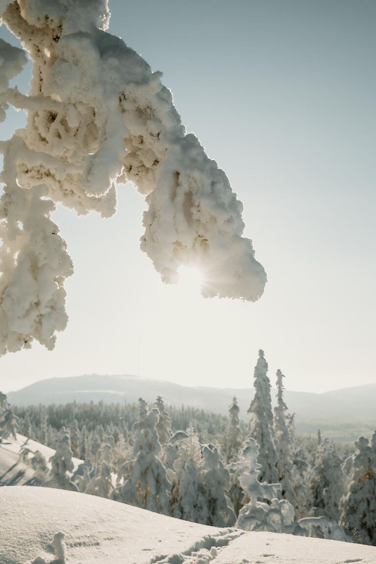 Pyhä Lapland Winter - Soutaja Fell - In the Woods, Dear