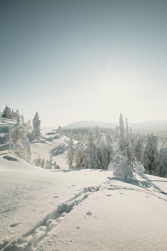 Pyhä Winter Trails: The Beautiful Soutaja Fell - In the Woods, Dear