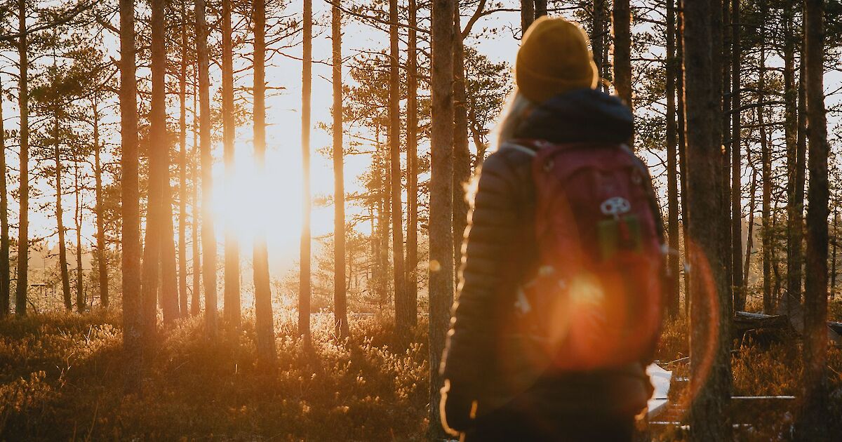 Walking Meditation in Nature: 10 Steps Towards Wellness - In the Woods ...