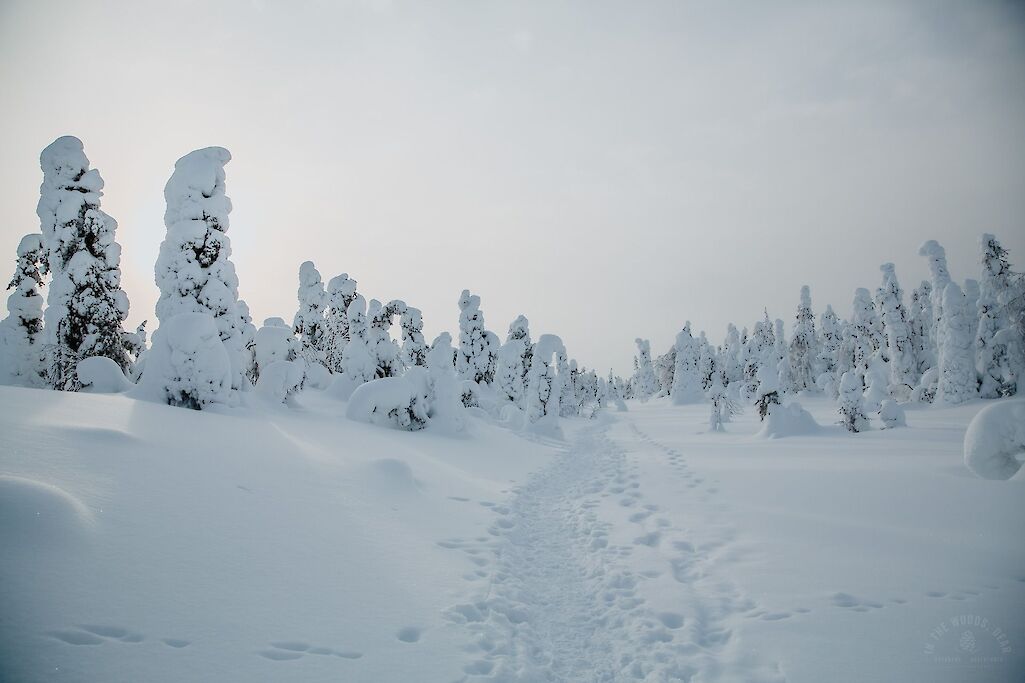 Best Hike in Ruka Finland - Valtavaara Winter Trail - In the Woods, Dear