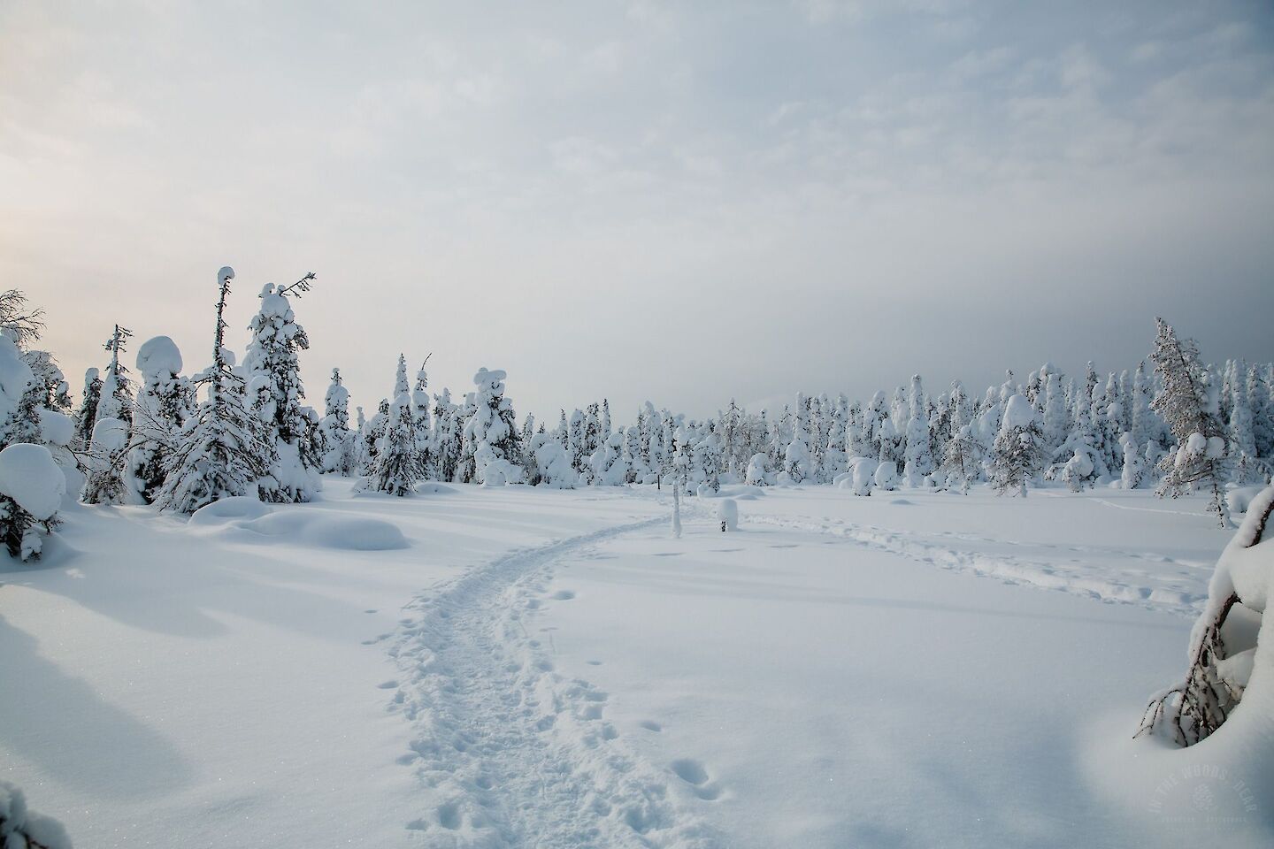 Best Hike in Ruka Finland - Valtavaara Winter Trail - In the Woods, Dear