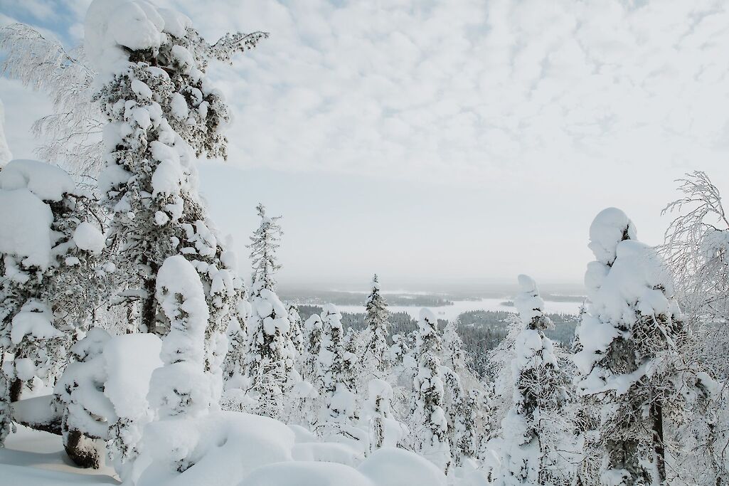 Best Hike in Ruka Finland - Valtavaara Winter Trail - In the Woods, Dear