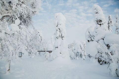 Best Hike in Ruka Finland - Valtavaara Winter Trail - In the Woods, Dear