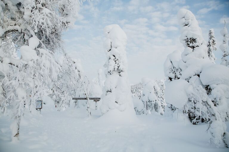 Best Hike in Ruka Finland - Valtavaara Winter Trail - In the Woods, Dear