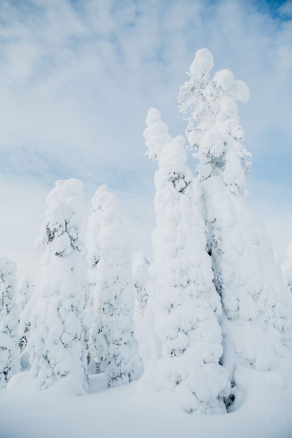 Best Hike in Ruka Finland - Valtavaara Winter Trail - In the Woods, Dear