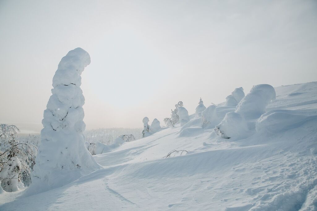 Best Hike in Ruka Finland - Valtavaara Winter Trail - In the Woods, Dear