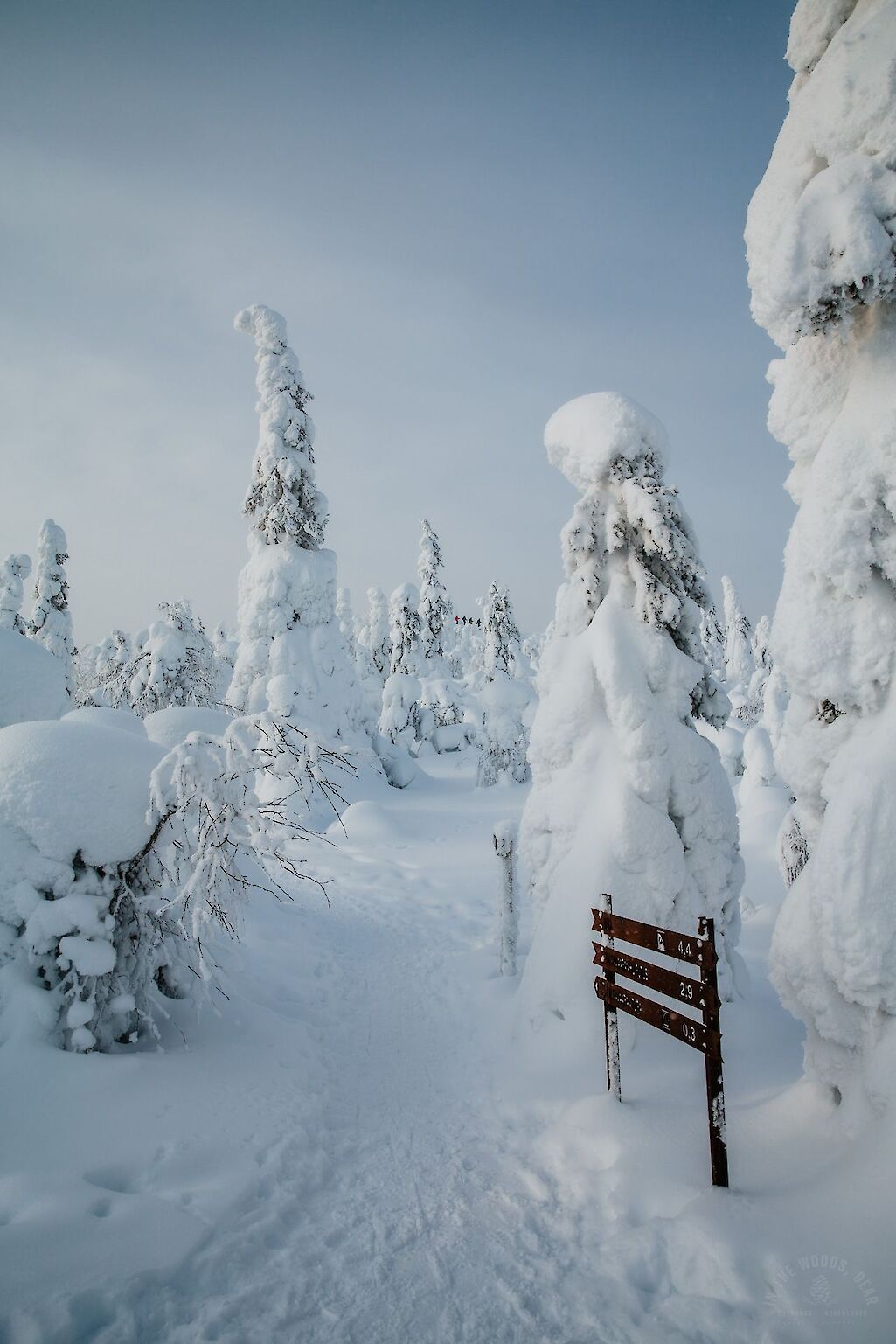 Best Hike in Ruka Finland - Valtavaara Winter Trail - In the Woods, Dear