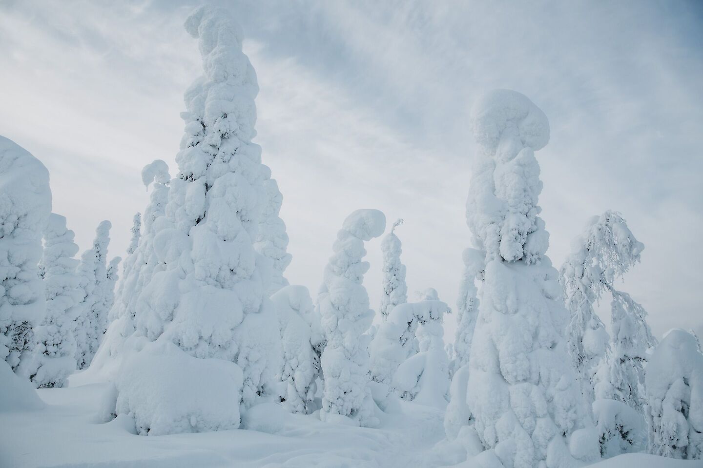 Best Hike in Ruka Finland - Valtavaara Winter Trail - In the Woods, Dear