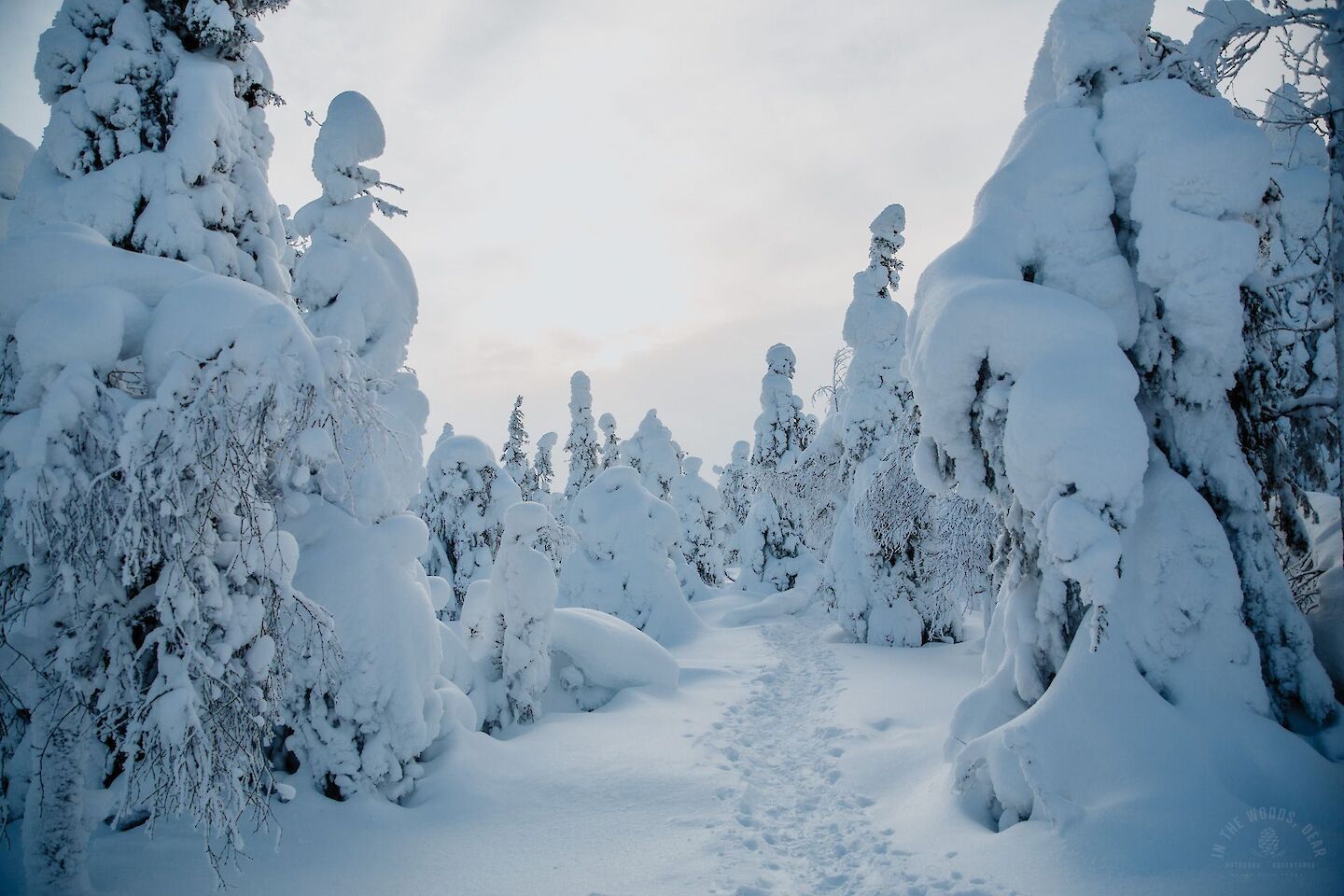 Best Hike in Ruka Finland - Valtavaara Winter Trail - In the Woods, Dear