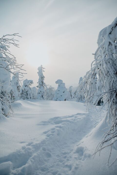 Best Hike in Ruka Finland - Valtavaara Winter Trail - In the Woods, Dear
