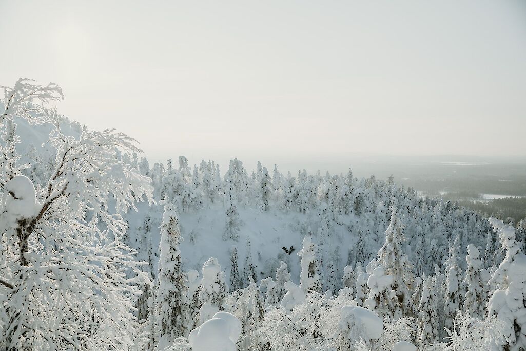 Ruka Finland - Pyhävaara Winter Hike - In the Woods, Dear