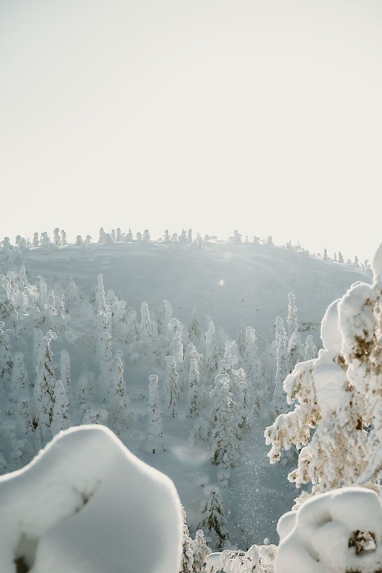 Ruka Finland - Pyhävaara Winter Hike - In the Woods, Dear