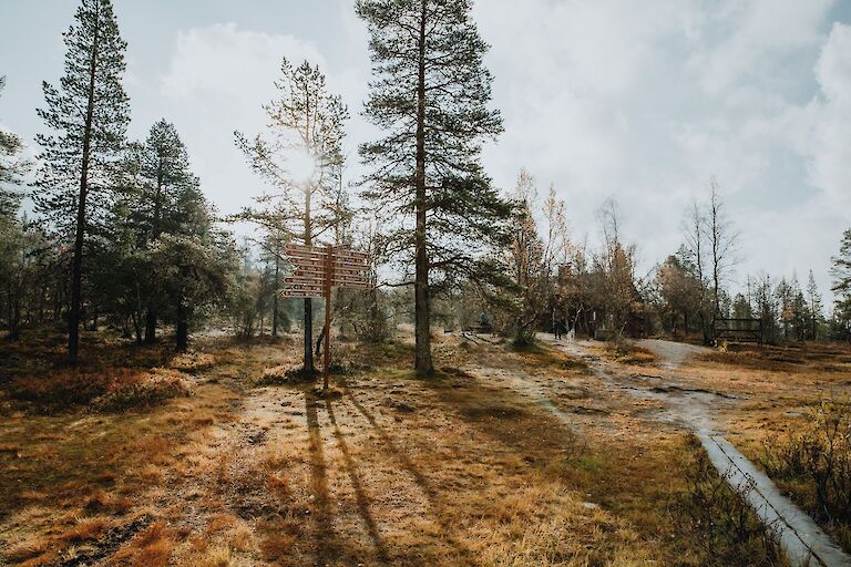 Hetta-Pallas Hike in Lapland - Aurora & Autumn Foliage - In the Woods, Dear