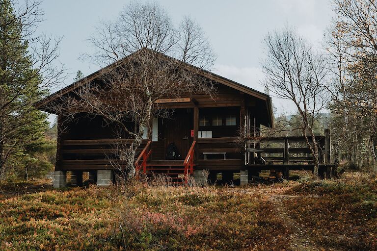 Hetta-Pallas Hike in Lapland - Aurora & Autumn Foliage - In the Woods, Dear