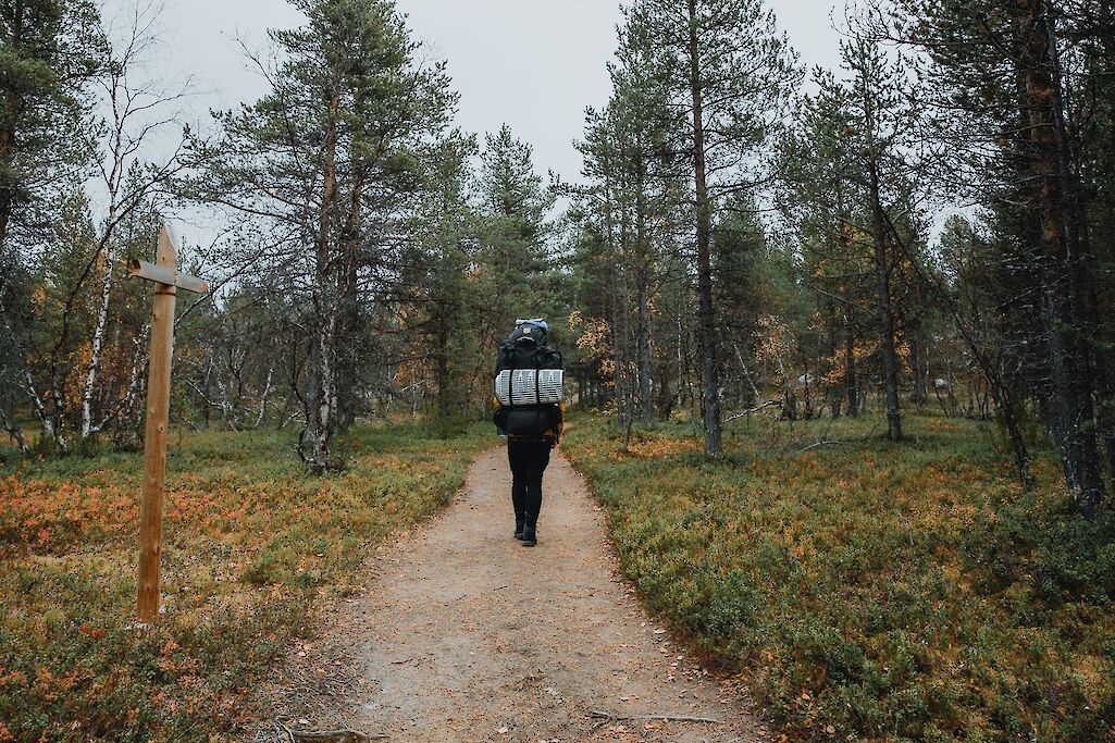 Hetta-Pallas Hike in Lapland - Aurora & Autumn Foliage - In the Woods, Dear