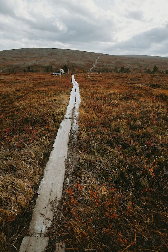 Hetta-Pallas Hike in Lapland - Aurora & Autumn Foliage - In the Woods, Dear