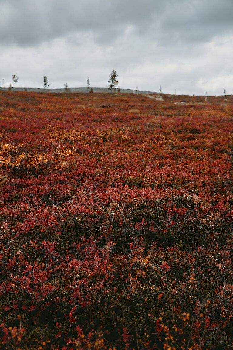 Hetta-Pallas Hike in Lapland - Aurora & Autumn Foliage - In the Woods, Dear