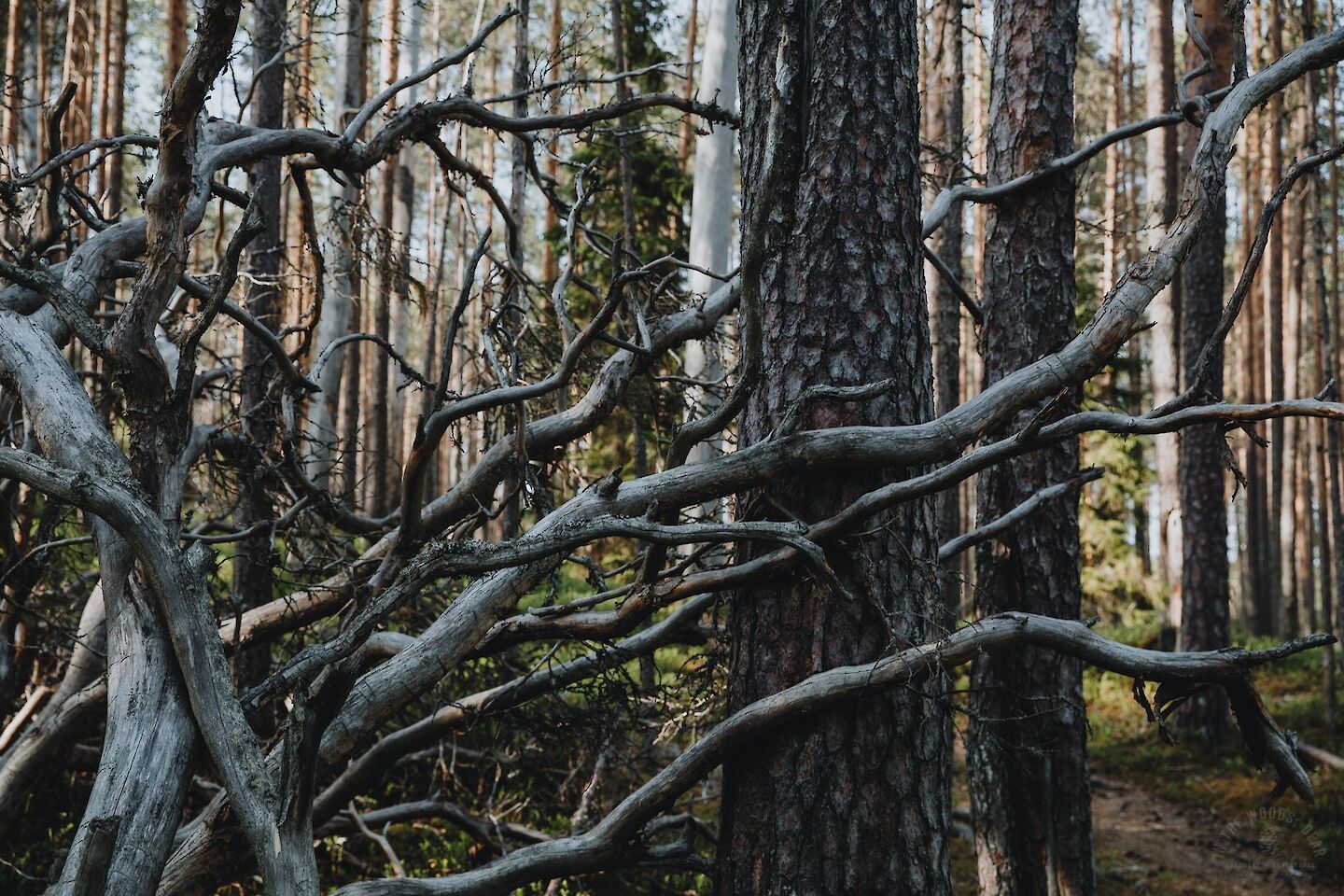 Patvinsuo National Park: White Beaches, Mesmerising Mires & Pine ...