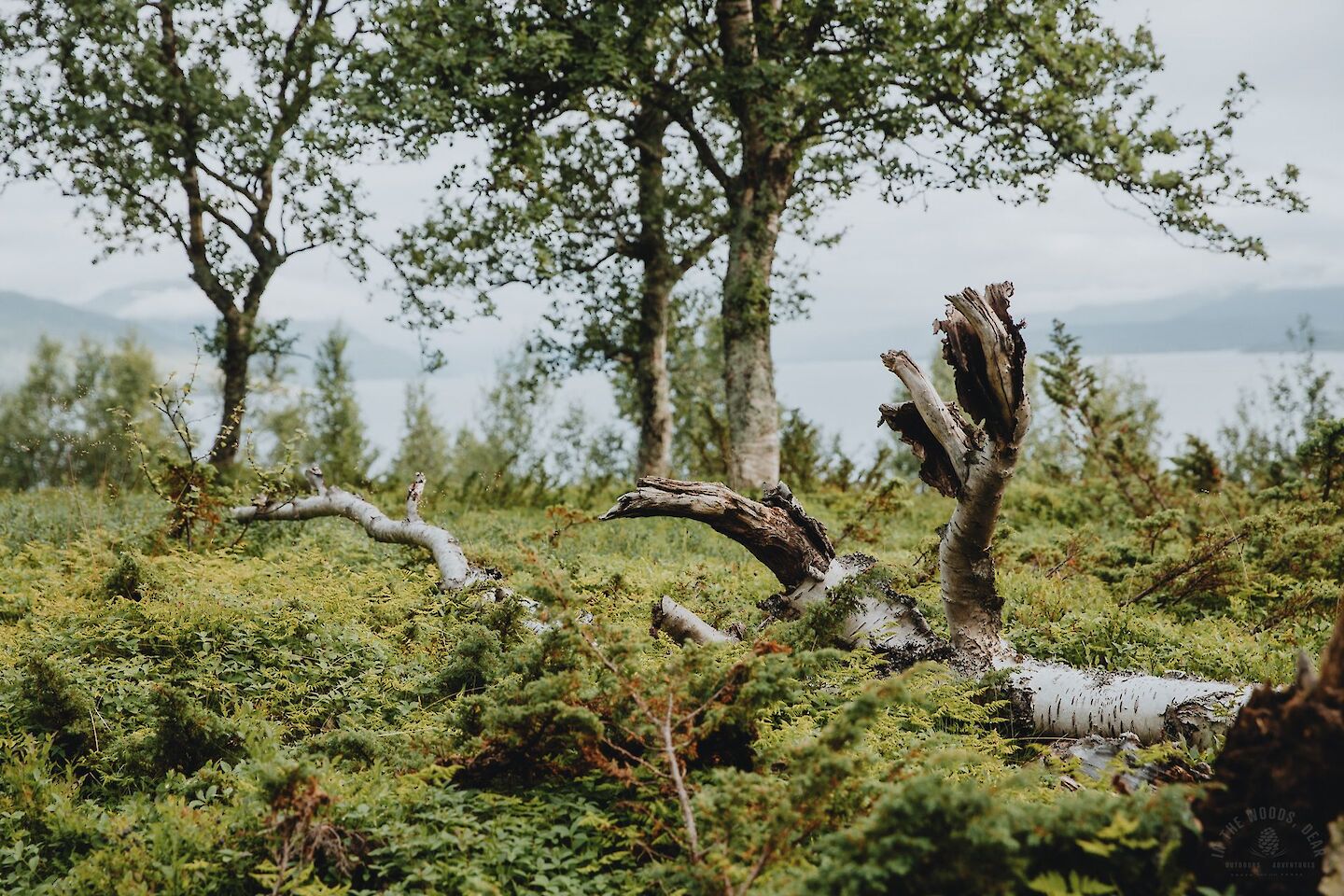 Dalberget - Best Hikes in Lyngen Alps, Norway - In the Woods, Dear