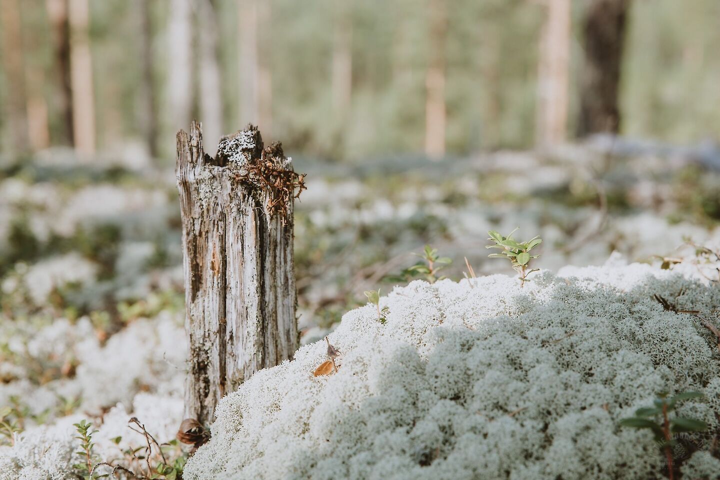 Explore Rokua National Park – Part of Finland’s UNESCO Geopark - In the ...
