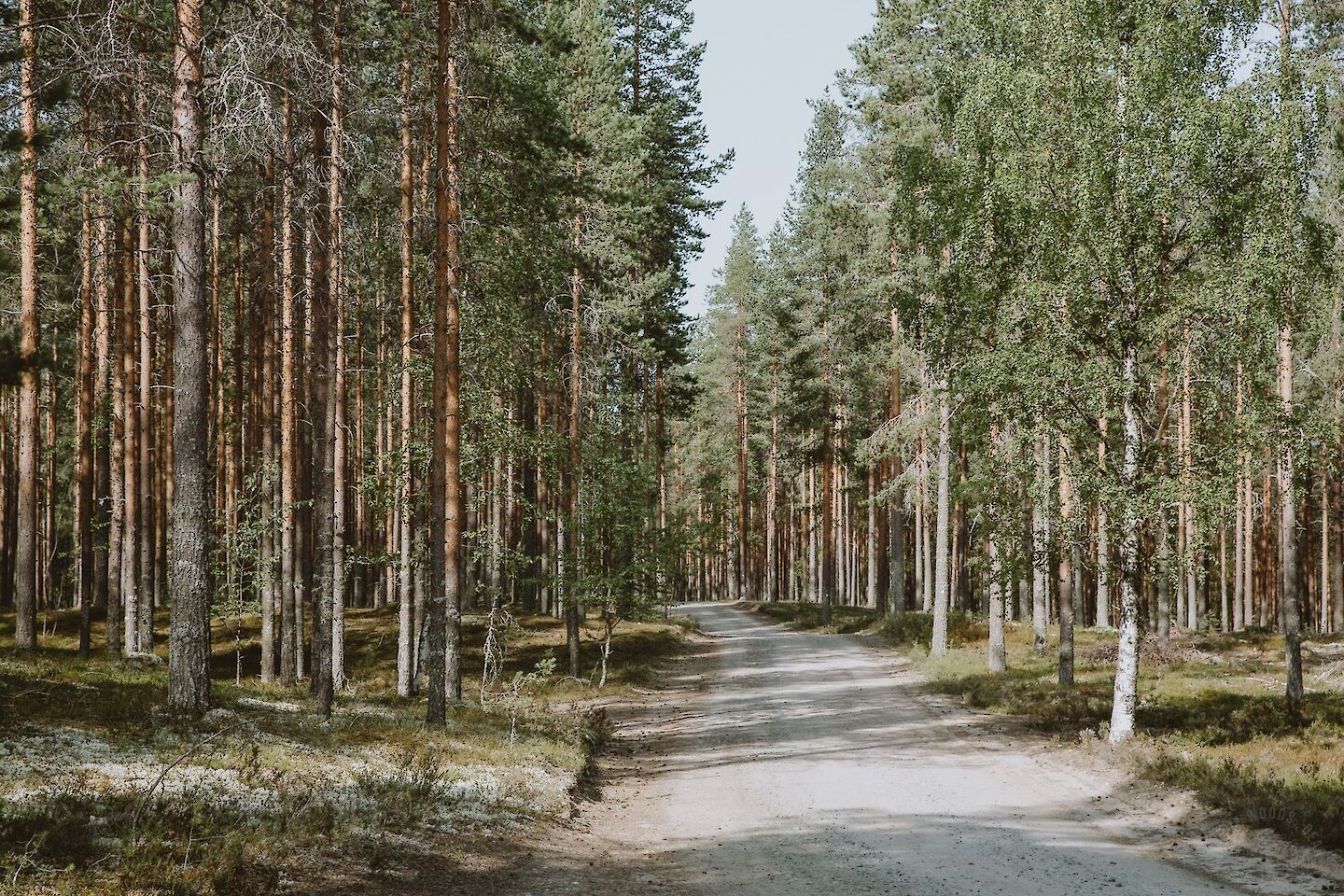 Explore Rokua National Park – Part of Finland’s UNESCO Geopark - In the ...