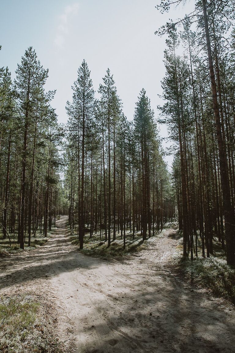 Explore Rokua National Park – Part of Finland’s UNESCO Geopark - In the ...