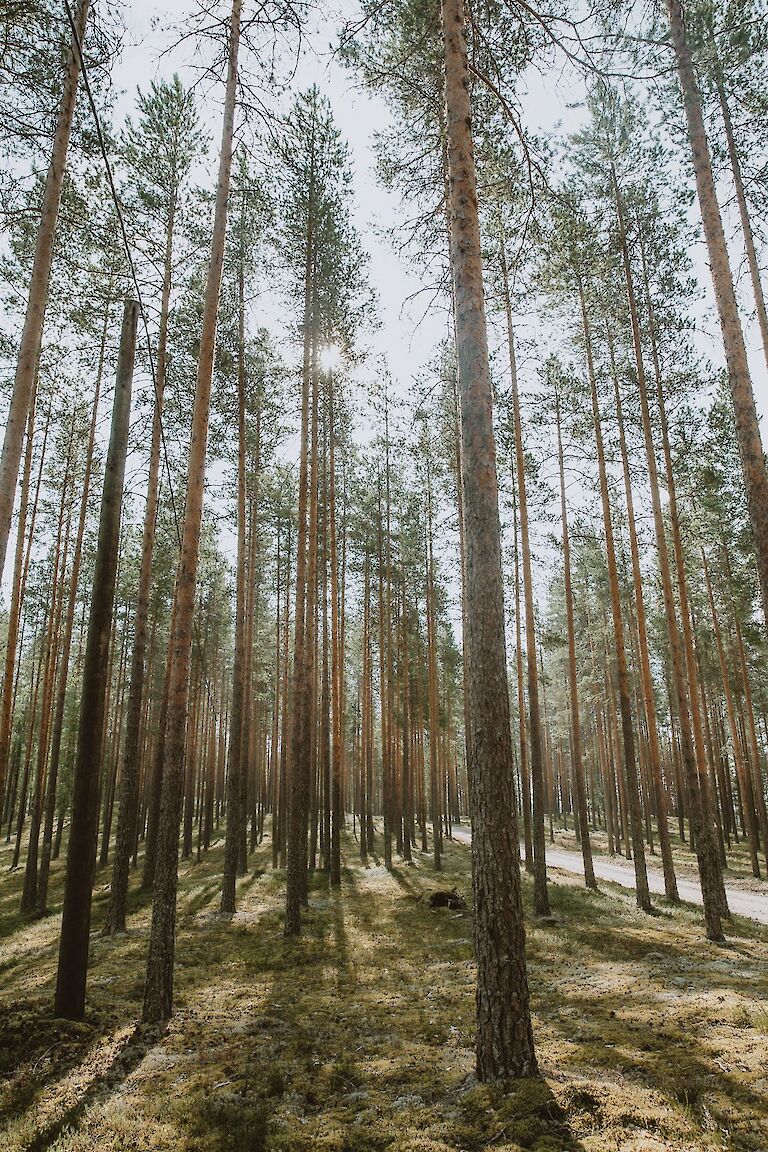 Explore Rokua National Park – Part of Finland’s UNESCO Geopark - In the ...