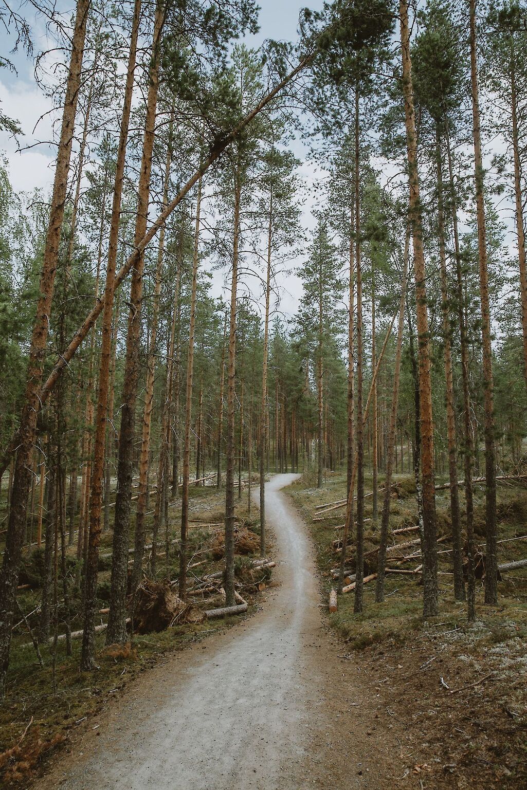 Explore Rokua National Park – Part of Finland’s UNESCO Geopark - In the ...