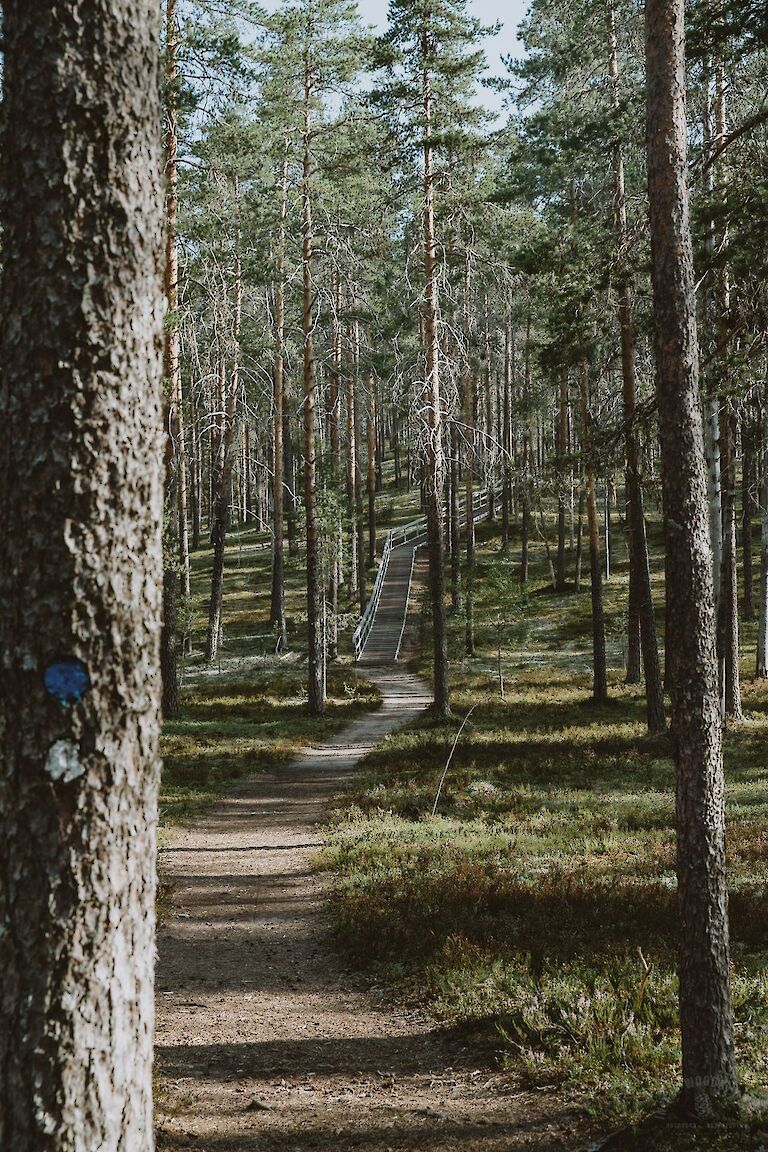 Explore Rokua National Park – Part of Finland’s UNESCO Geopark - In the ...